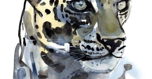 Arabian Leopard by Mark Adlington – Art print, wall art, posters and ...