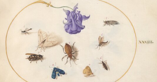 Insects by Joris Hoefnagel – Art print, wall art, posters and framed art