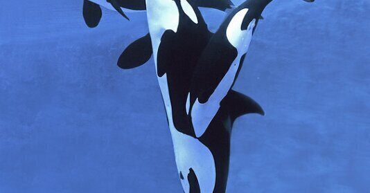 Female orca and her calf by Gérard Lacz – Art print, wall art, posters ...